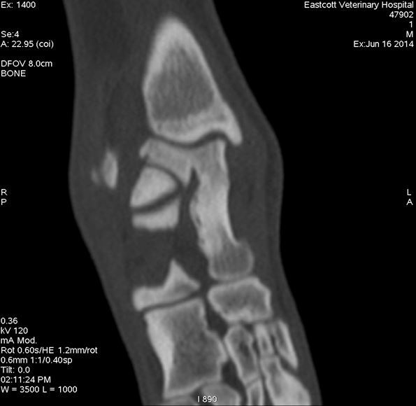 Hock Fracture Repair | News | Eastcott Referral