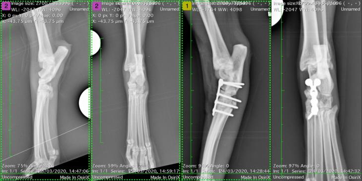 Treating polytrauma in a cat | News | Eastcott Referral
