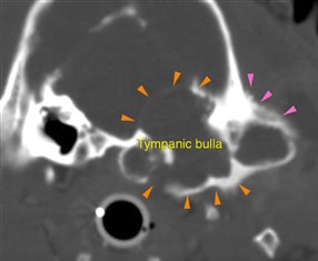 What's your diagnosis? | News | Eastcott Referral | Eastcott Referrals