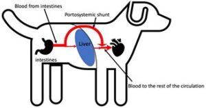 Portosystemic Shunt | Swindon , Wiltshire | Eastcott Referrals++