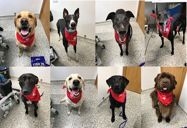 Pet Blood Bank donation session | News | Eastcott Referral