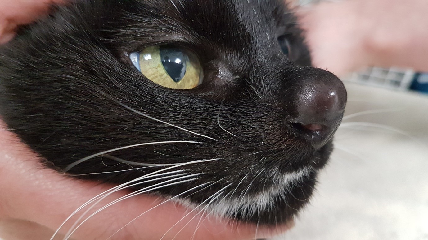 Veterinary Referral Blog | News | Eastcott Referral