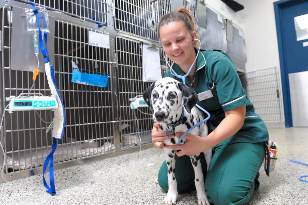 Home | Pet Hospital | Eastcott Refferals