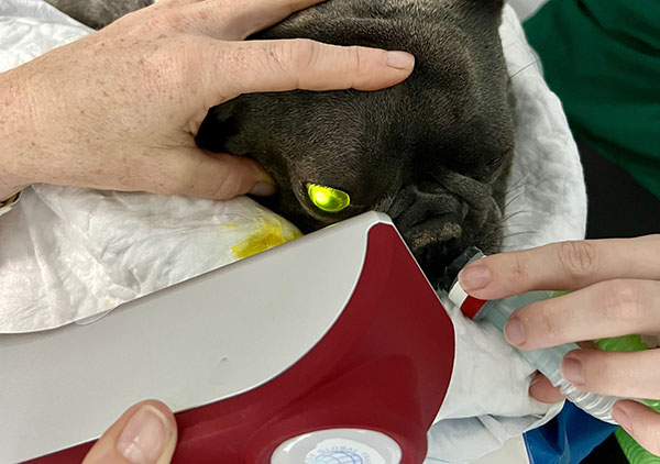 Veterinary Referral Blog | News | Eastcott Referral