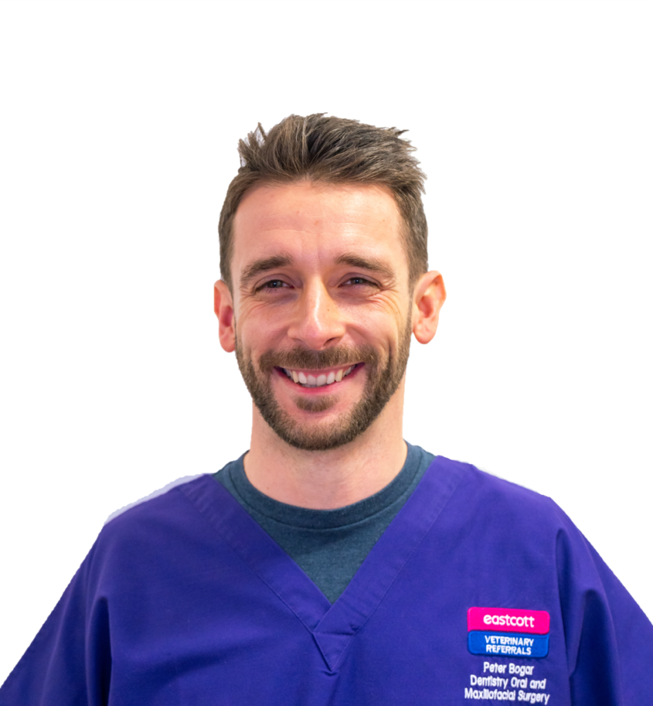 Small Animal Dentistry Referrals | Eastcott Referrals